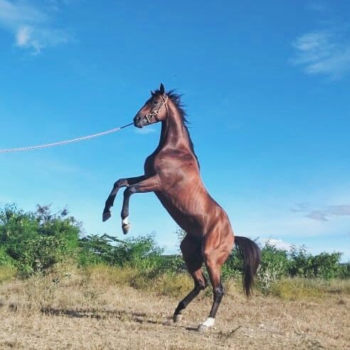 Jual Kuda Pacu di Indonesia (0821-1772-7777)